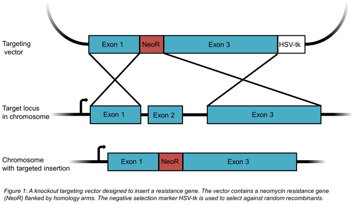 Plasmids 101 Knockout Knock In Plasmids